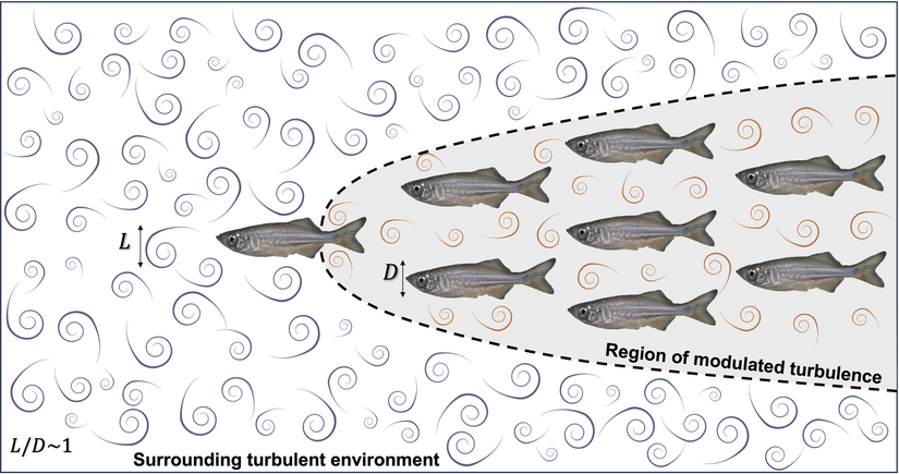School’s not out: Study finds fish groups more efficient than single ...